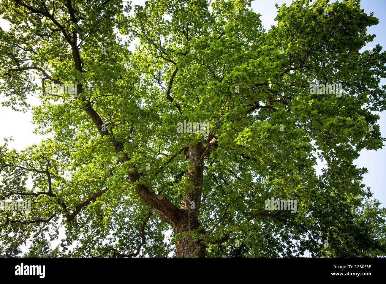 the emperor oak (Kaisereiche) in the Koenigsforest near Bergisch ...