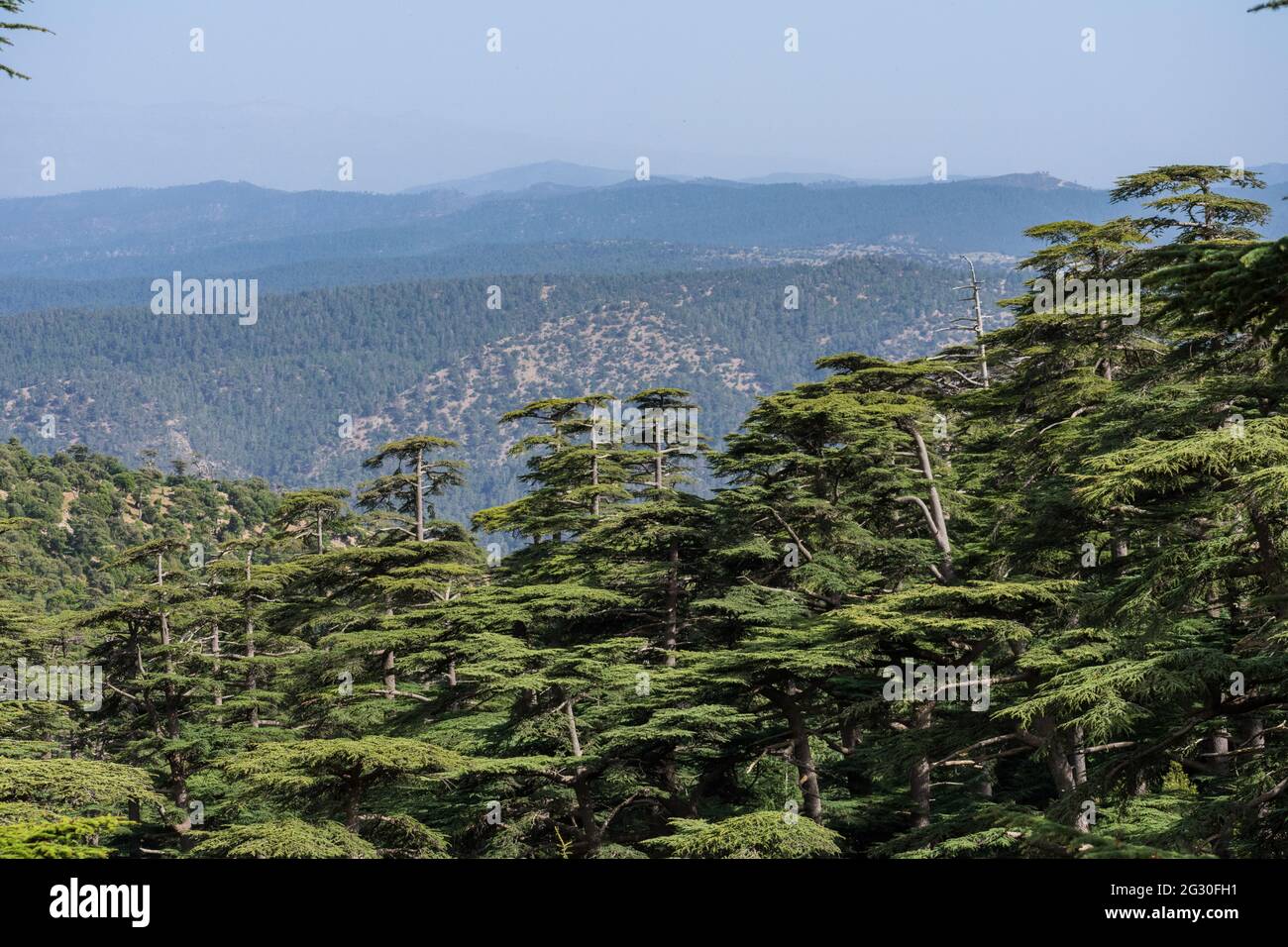 Scenic View from Chelia National Park. Atlas Cedar Forest (Cedrus ...