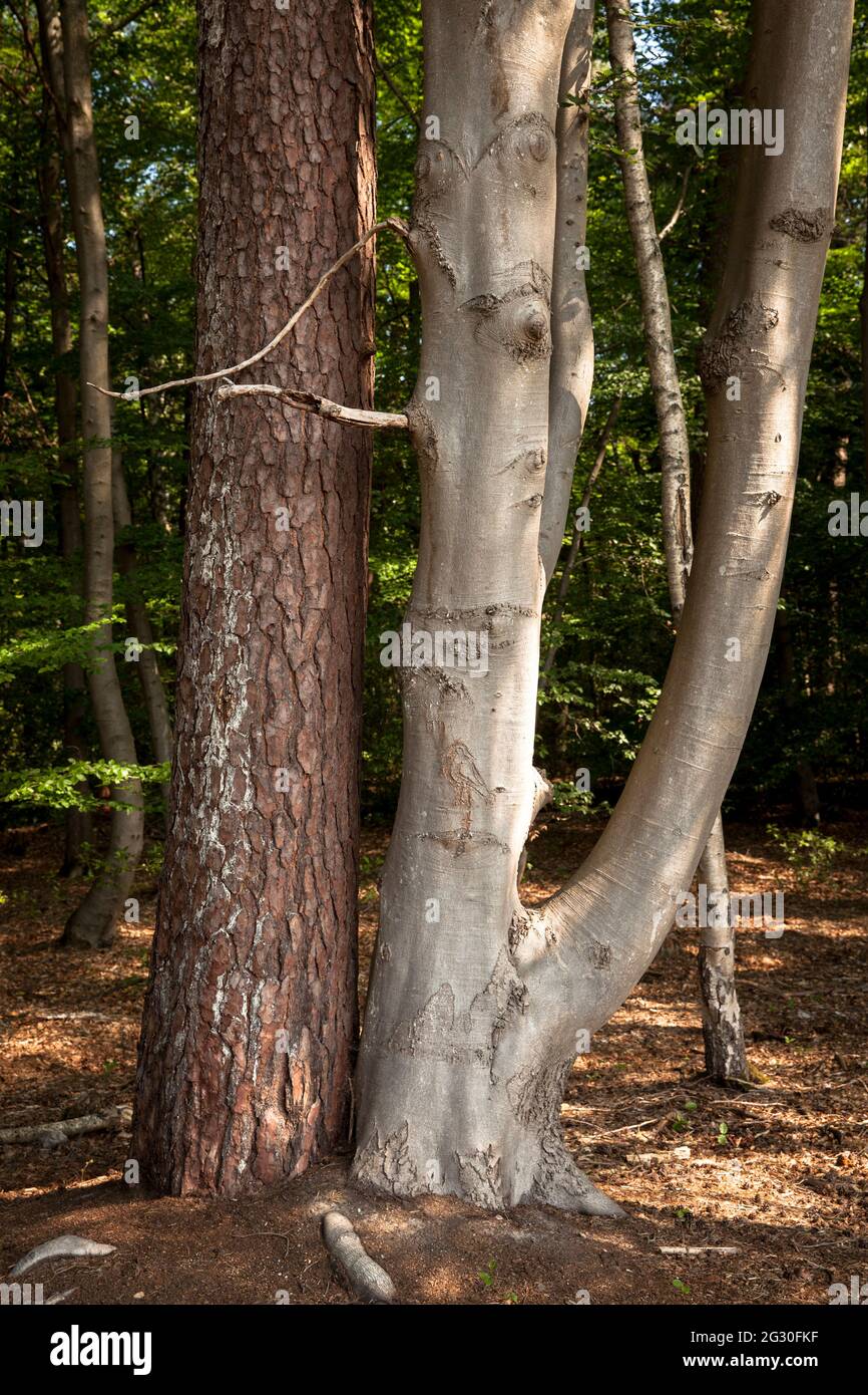 Beech and pine trees hi-res stock photography and images - Alamy