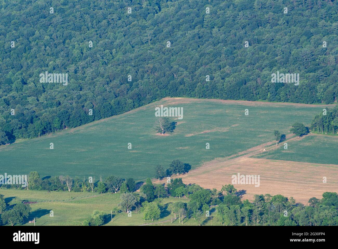 Lone tree standing in the middle of a farm field Stock Photo - Alamy