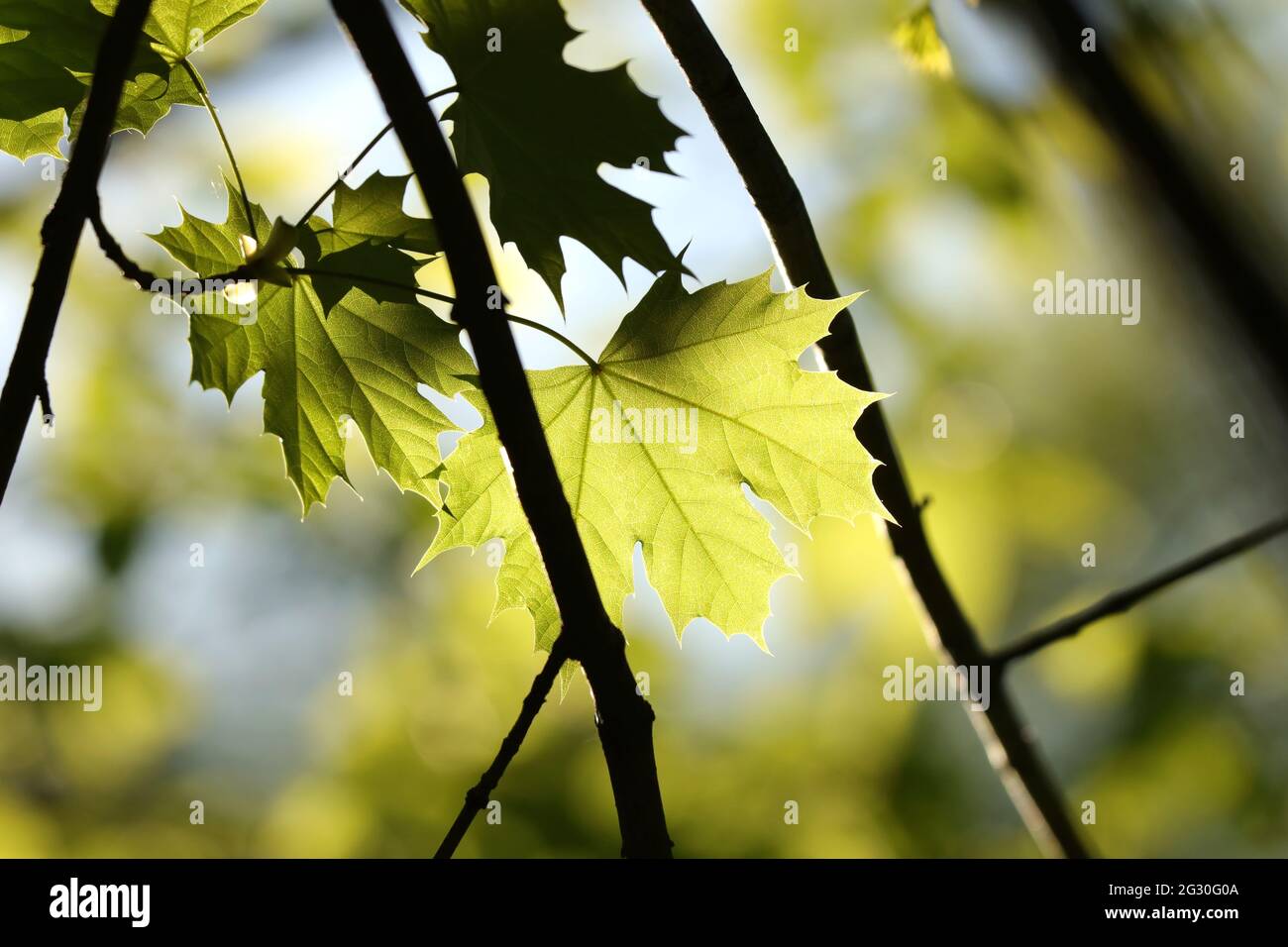 Single leaf on twig hi-res stock photography and images - Alamy