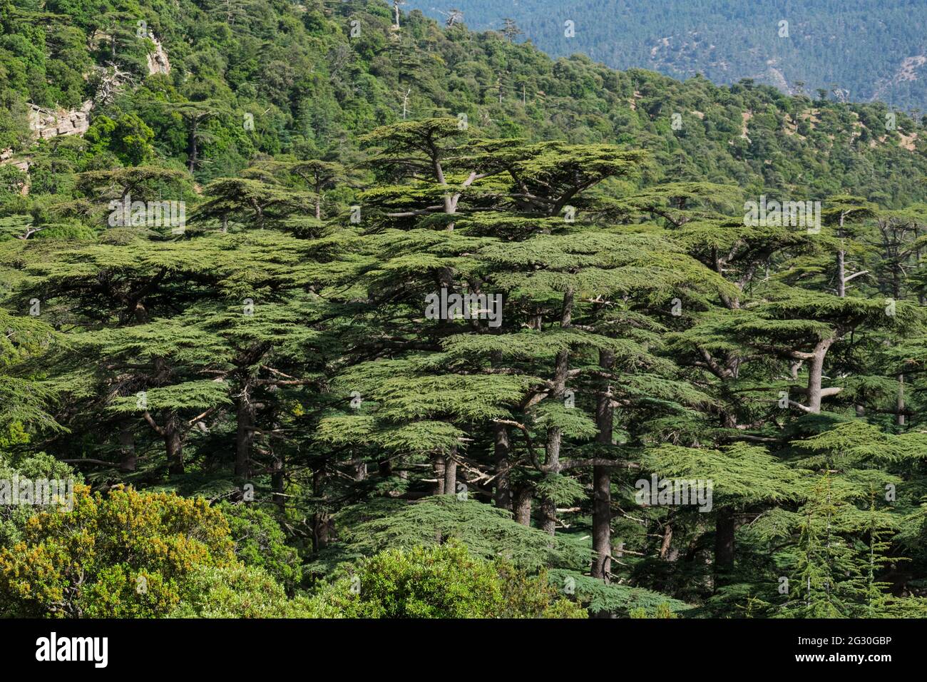 Scenic View from Chelia National Park. Atlas Cedar Forest (Cedrus ...