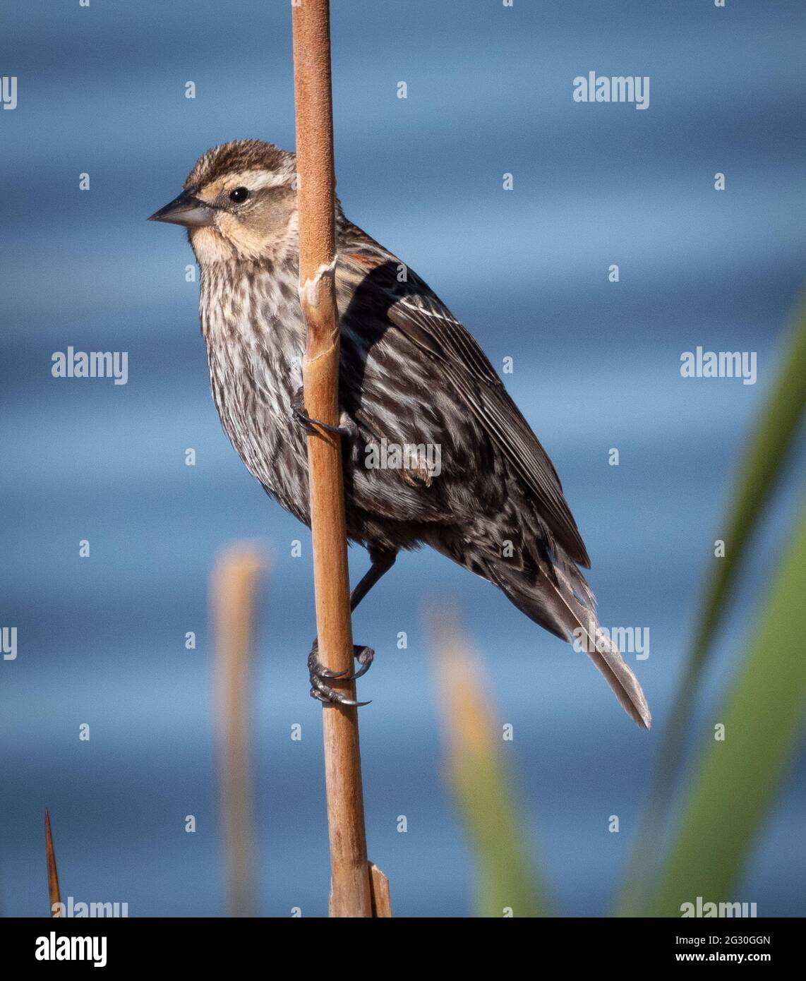 Cattail marsh arizona hi-res stock photography and images - Alamy