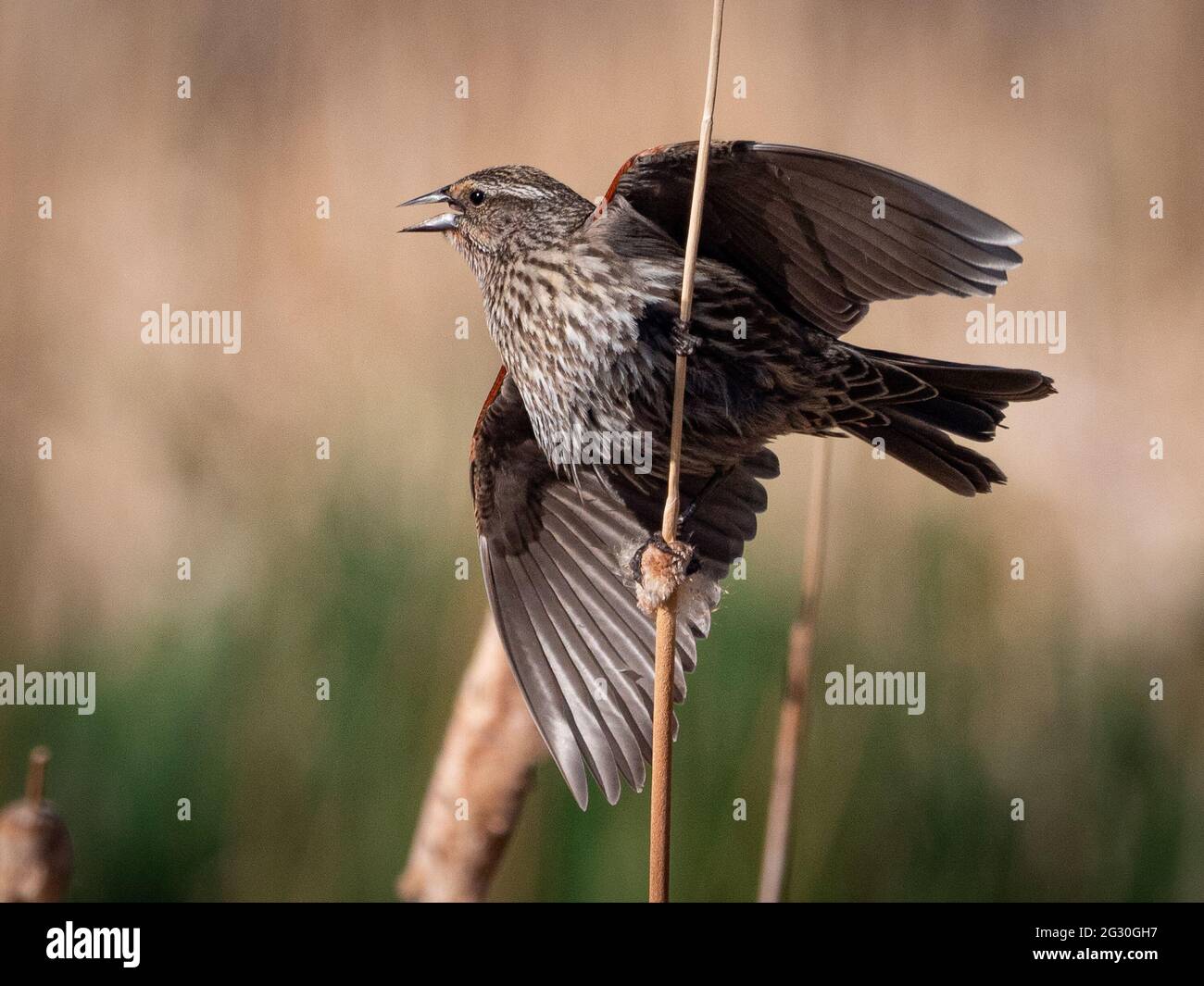 Cattail marsh arizona hi-res stock photography and images - Alamy