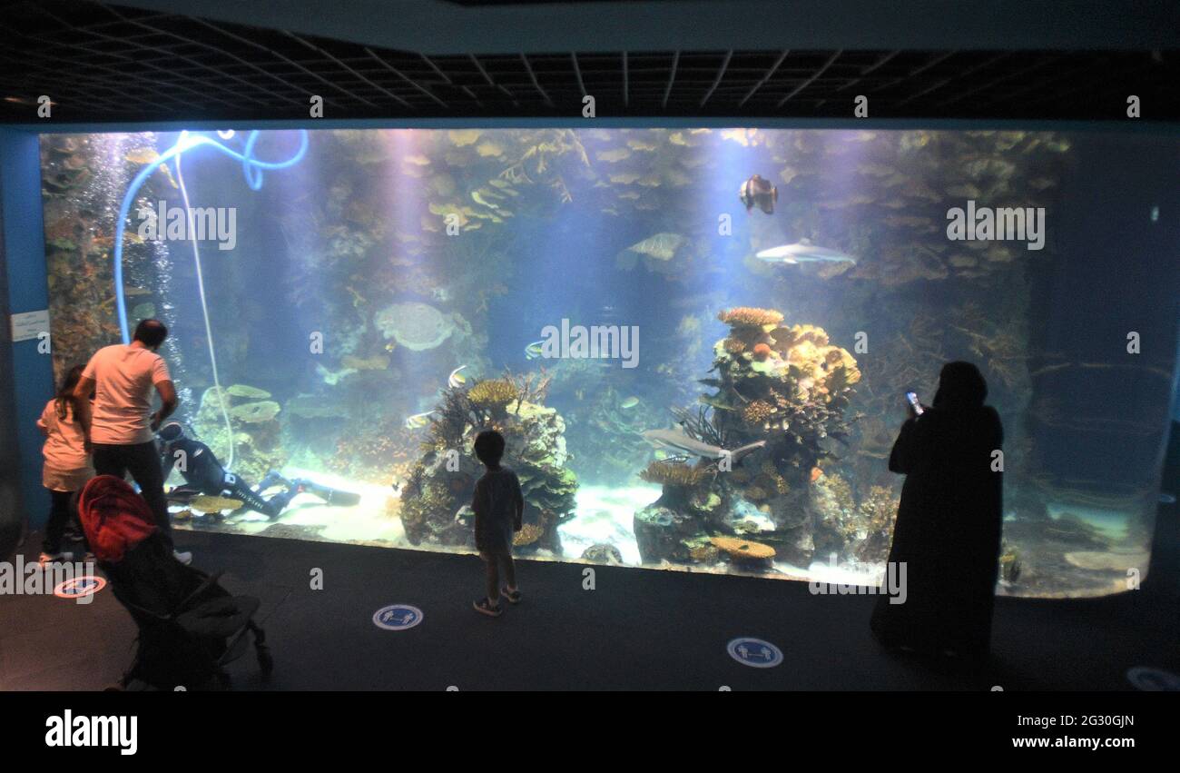 Kuwait City, Kuwait. 13th June, 2021. Visitors are seen at the aquarium ...