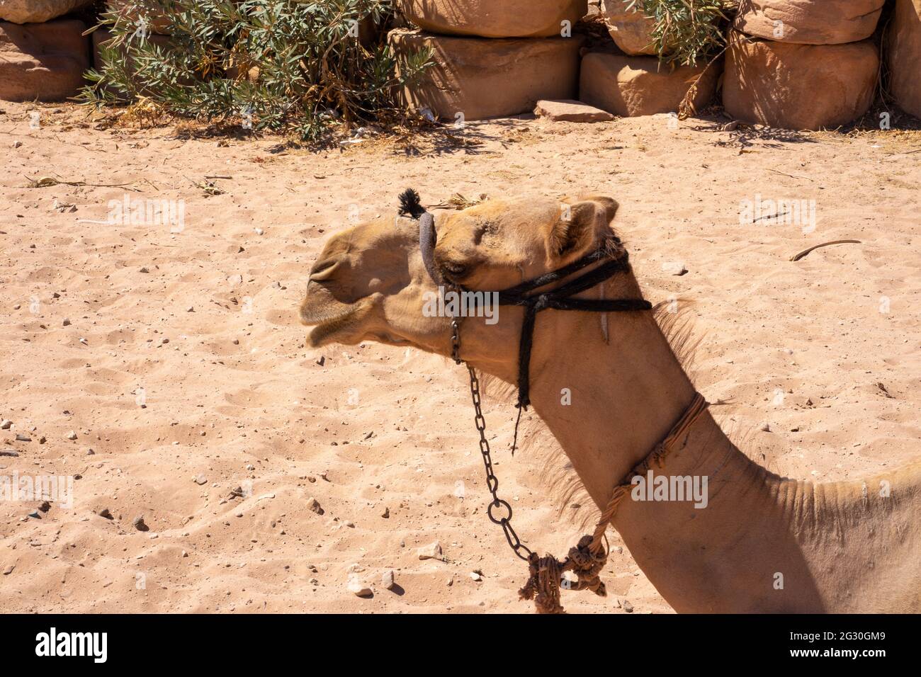 Camel harness hi-res stock photography and images - Alamy