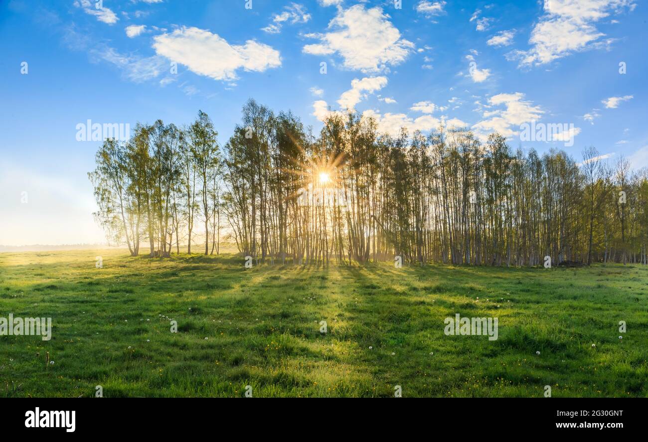 View sun beams through trees hi-res stock photography and images - Alamy