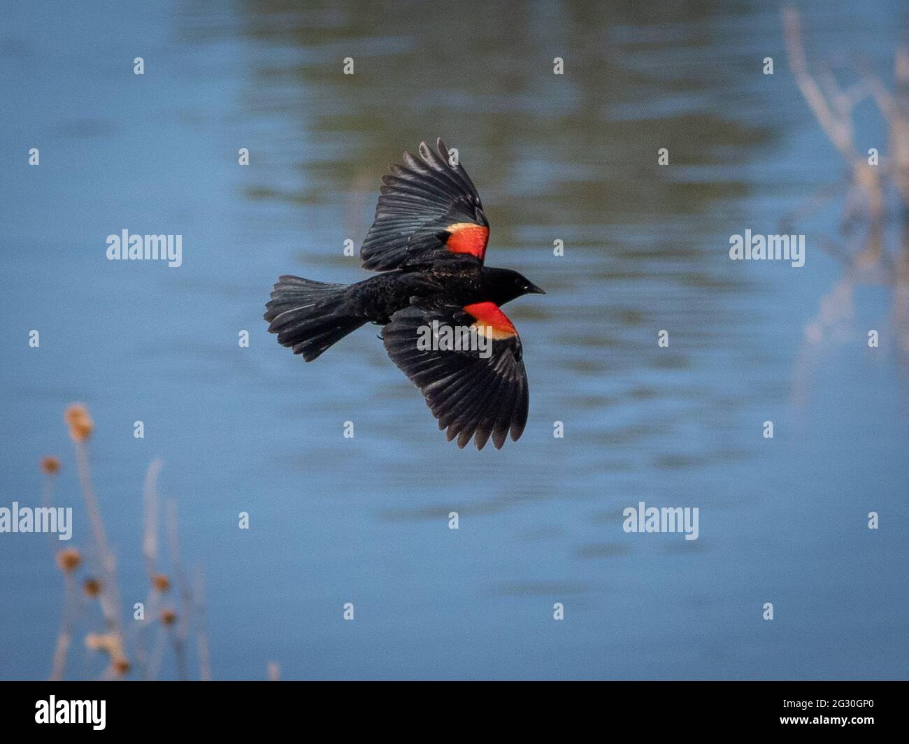 Redwing flight hi-res stock photography and images - Alamy