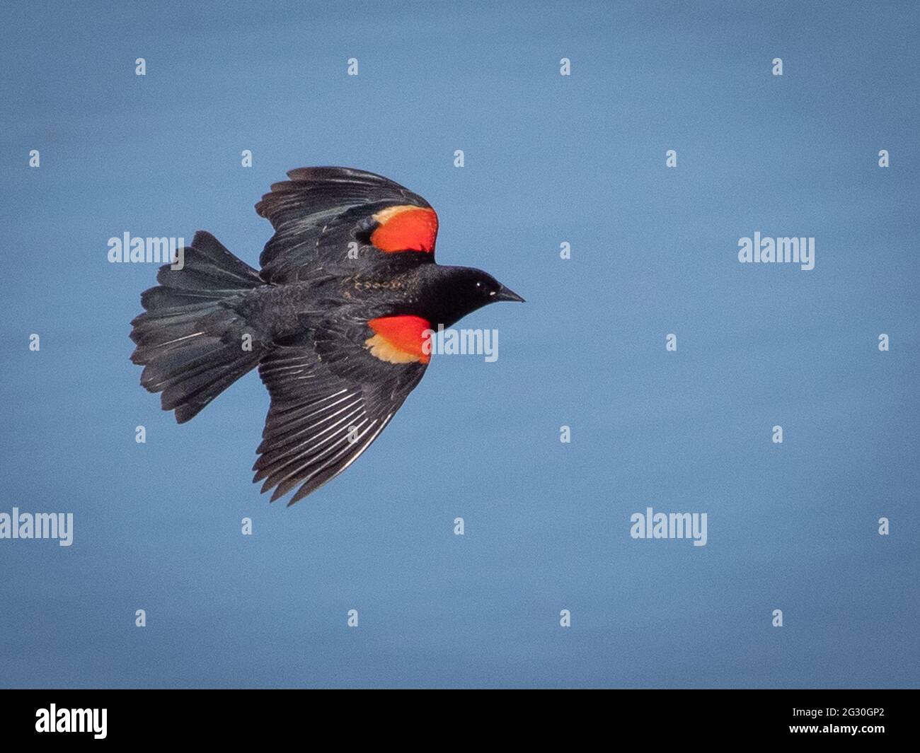 Red Winged Blackbird In Flight
