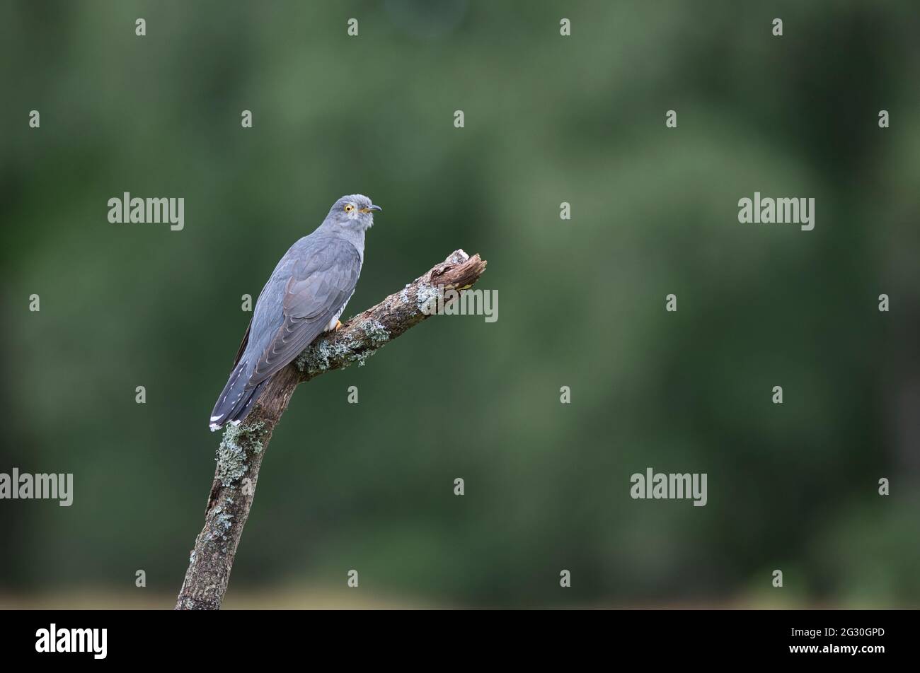 Common cuckoo (Cuculus canorus). This male, known locally as Colin the ...