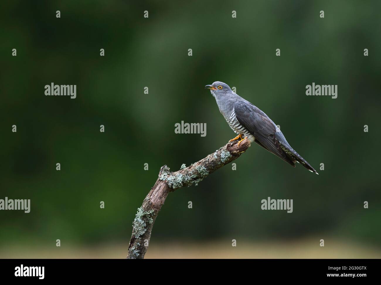 Common cuckoo (Cuculus canorus). This male, known locally as Colin the ...