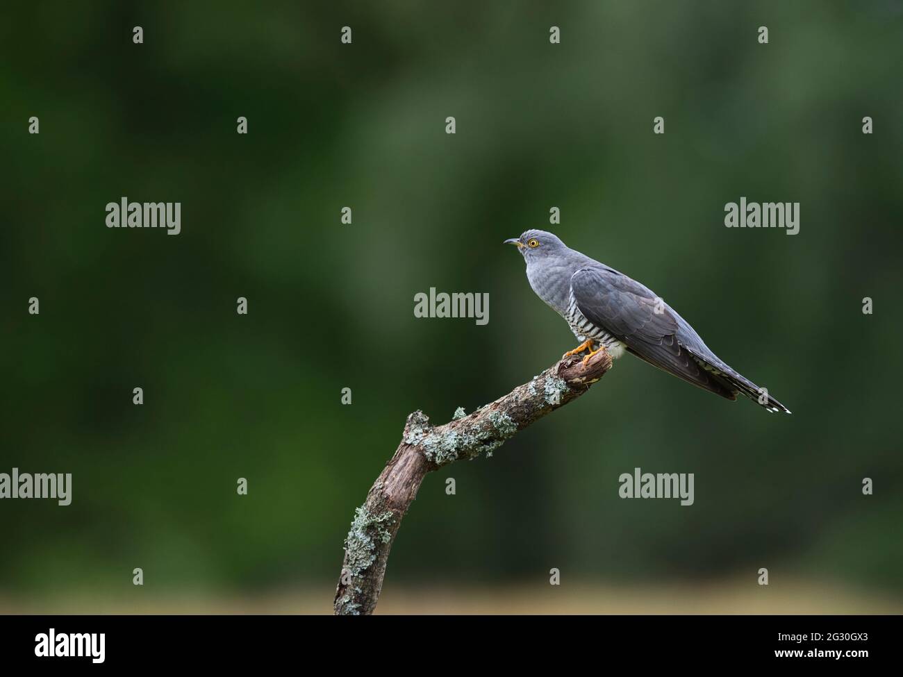 Common cuckoo (Cuculus canorus). This male, known locally as Colin the ...