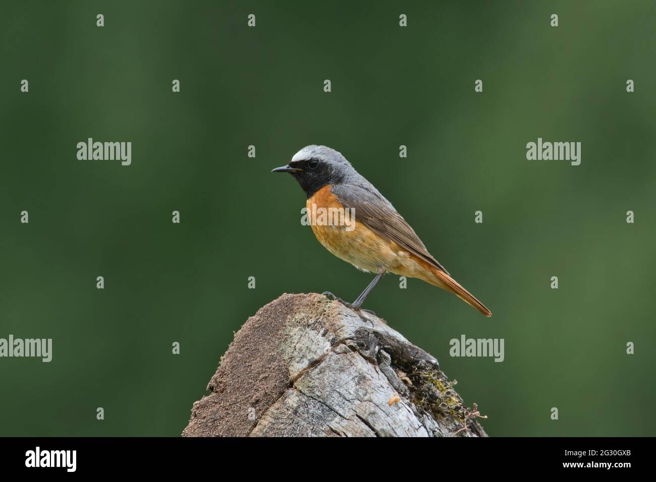Phoenicurus phoenicurus male uk hi-res stock photography and images - Alamy