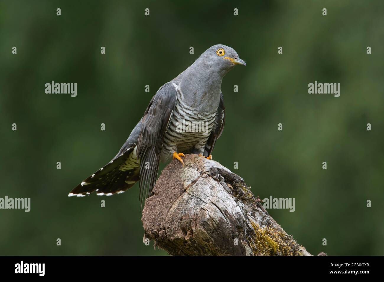 Common cuckoo (Cuculus canorus). This male, known locally as Colin the ...