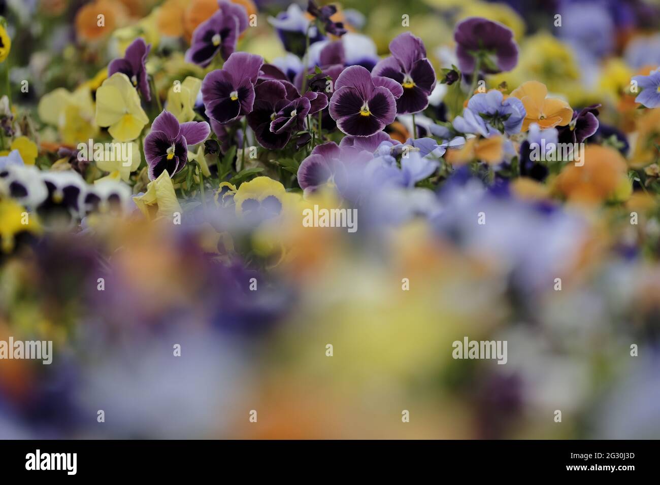 Selkirk, SCOTLAND. 13 June 2021. Flowers in greenhouse mixed pots ...