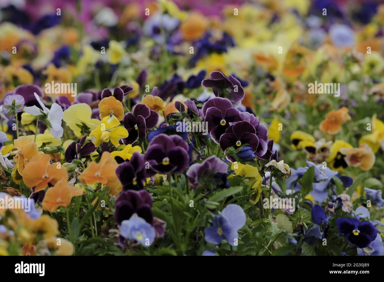 Selkirk, SCOTLAND. 13 June 2021. Flowers in greenhouse mixed pots ...