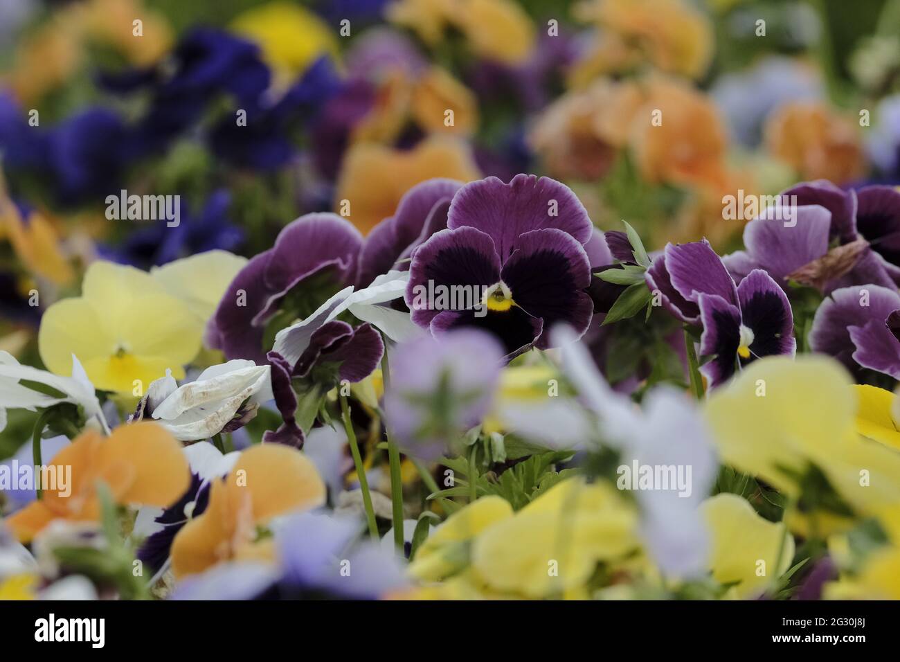 Selkirk, SCOTLAND. 13 June 2021. Flowers in greenhouse mixed pots ...