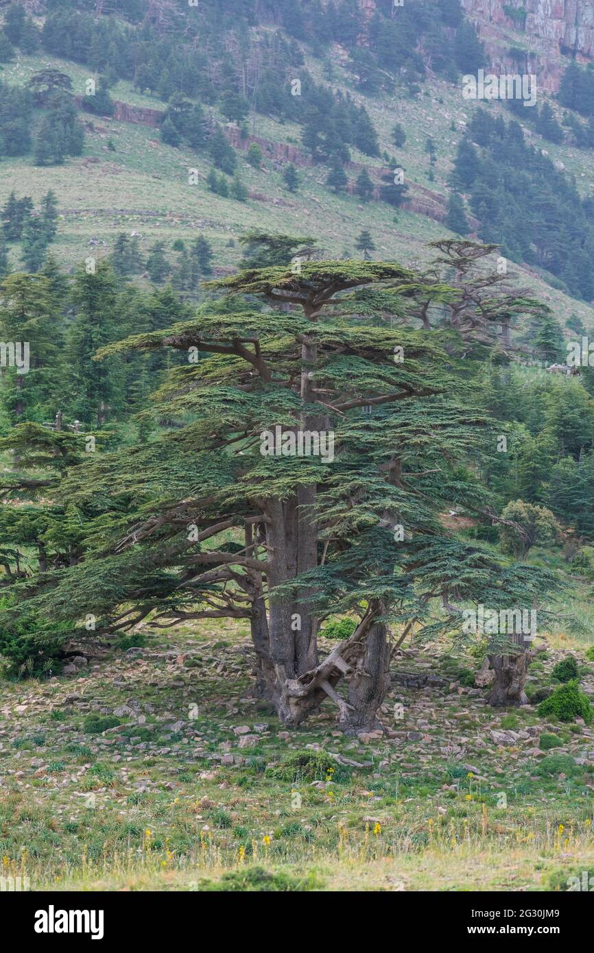 Close-up Vertical shot of Blue Atlas Cedar (Cedrus Atlantica) tree in ...