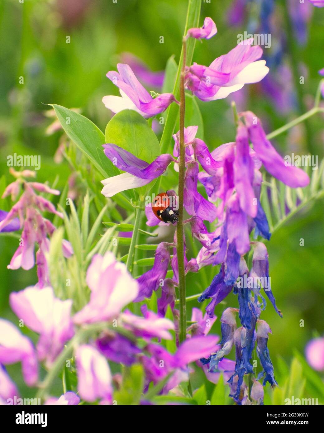 Insects images, nature landscape Stock Photo - Alamy