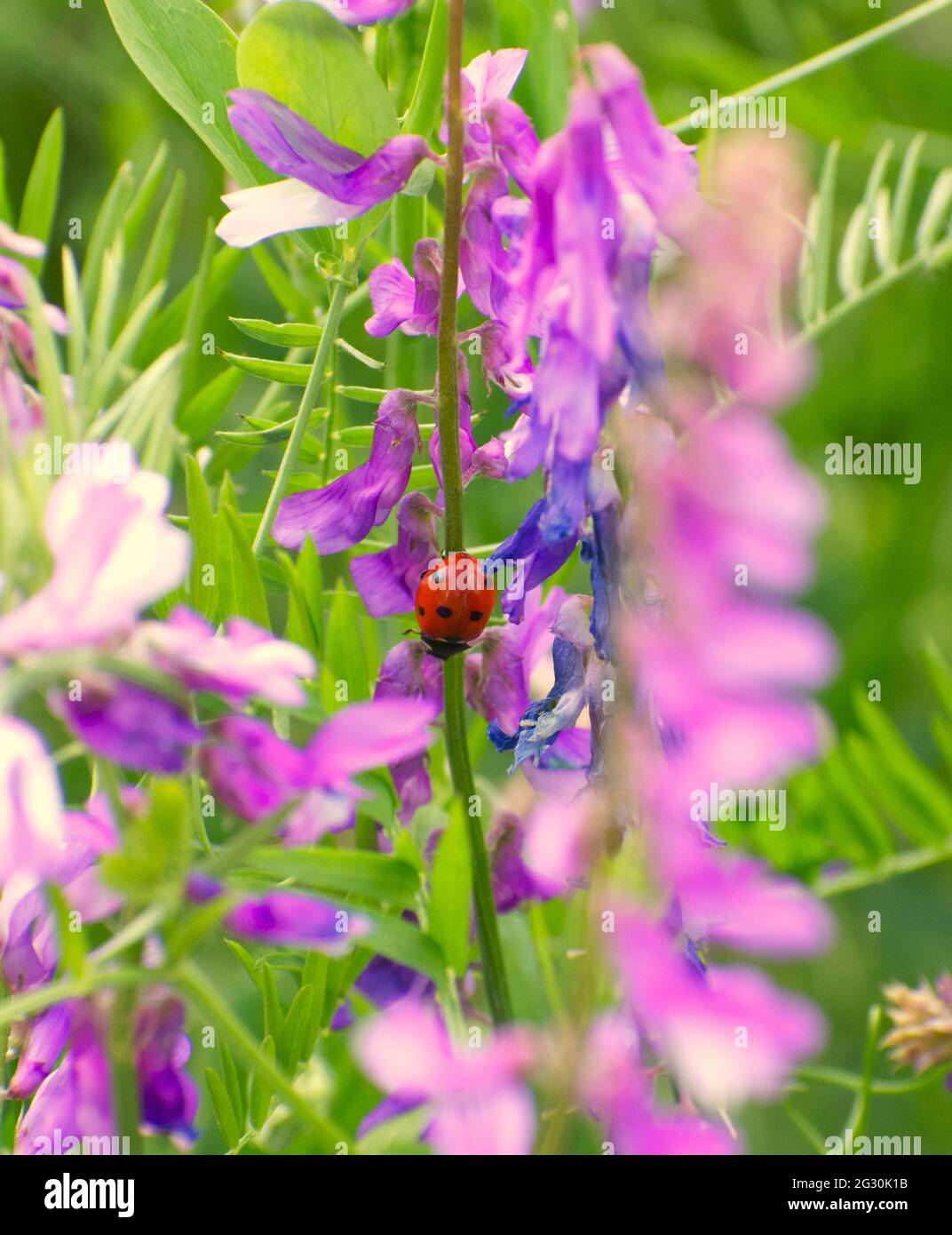 Insects images, nature landscape Stock Photo - Alamy