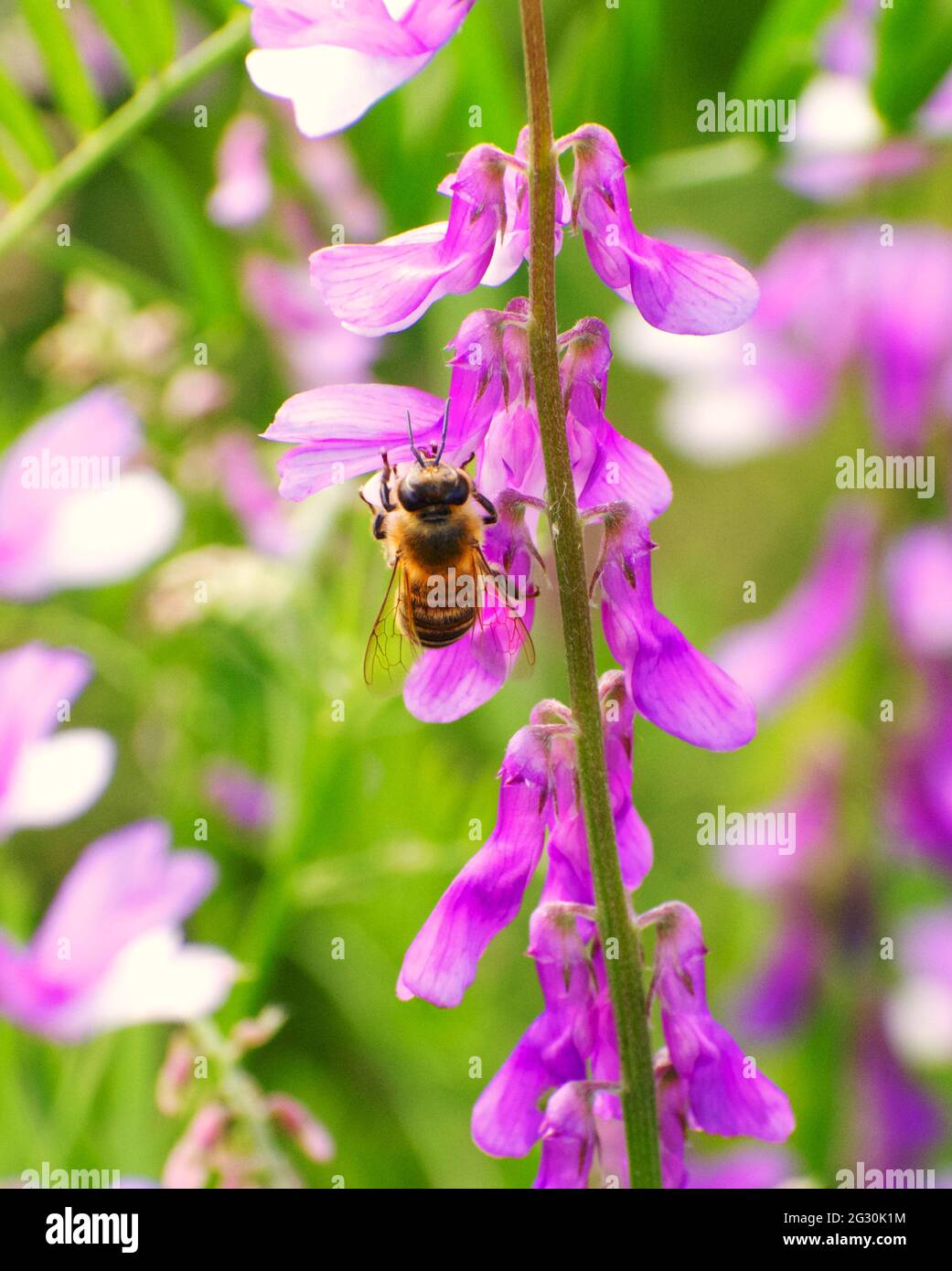 Insects images, nature landscape Stock Photo - Alamy