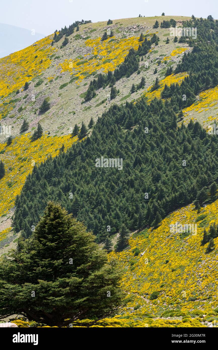 Scenic View from Chelia National Park. Atlas Cedar Forest (Cedrus ...