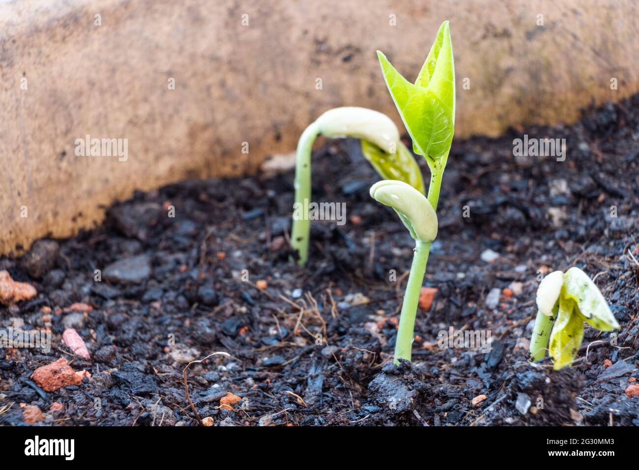 Bean seeds germination hi-res stock photography and images - Alamy