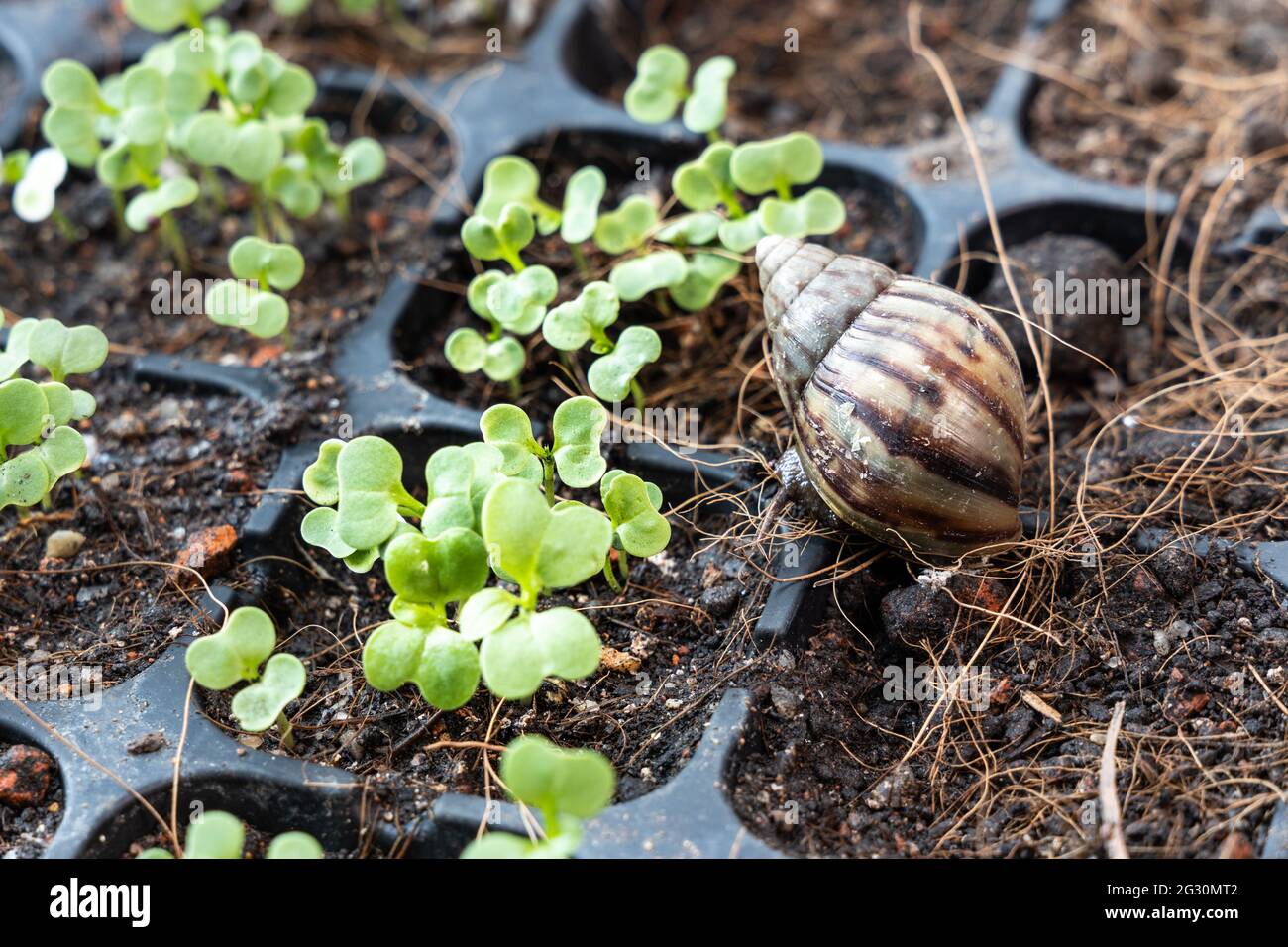 Garden snail is threat to germinated vegetable sprout. It will eat up ...