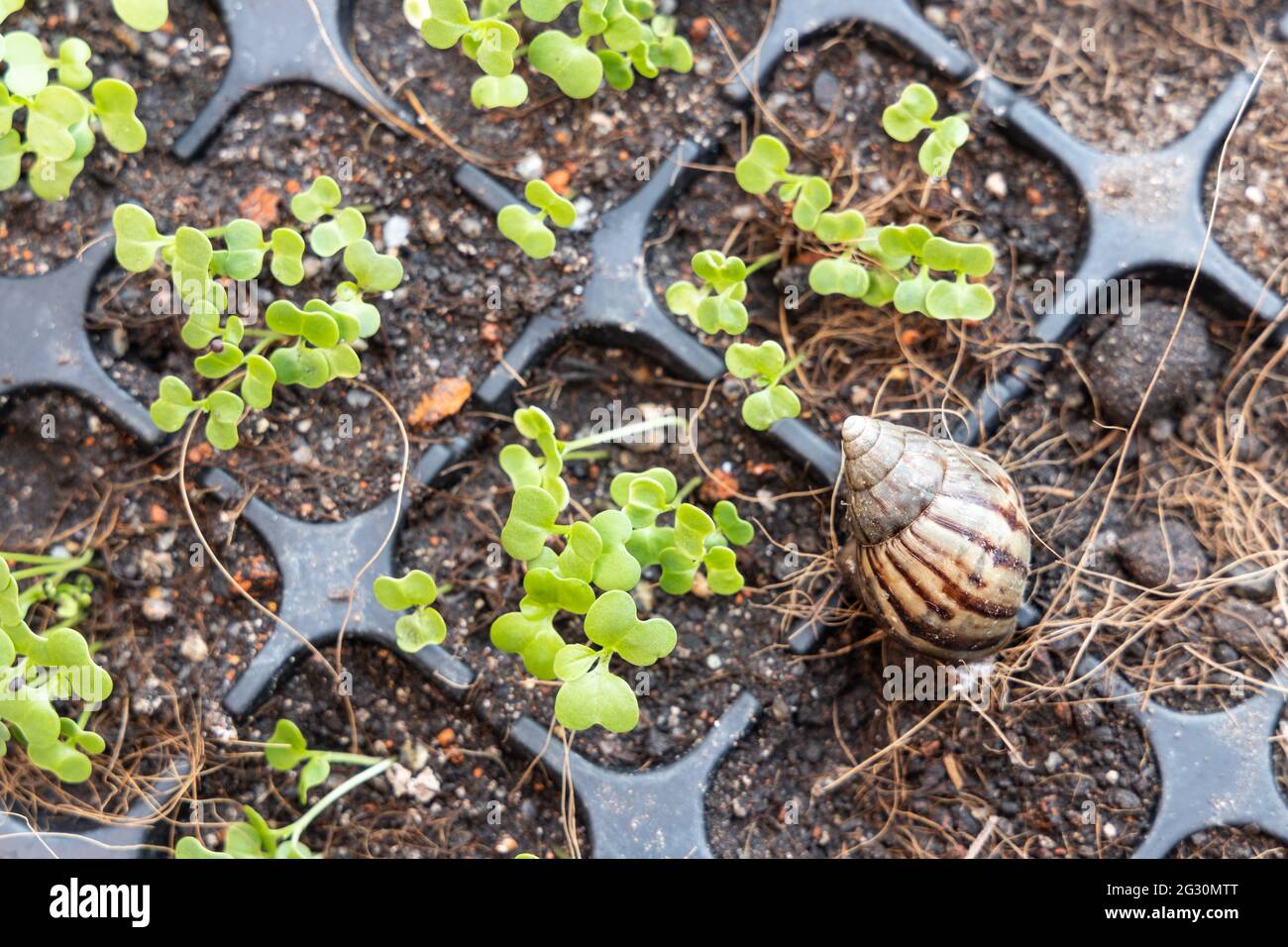 Overhead view of garden snail is threat to germinated vegetable sprout ...