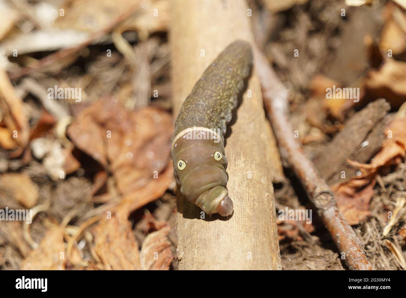 Easter tiger swallowtail caterpillar crawling on a stick, with head ...