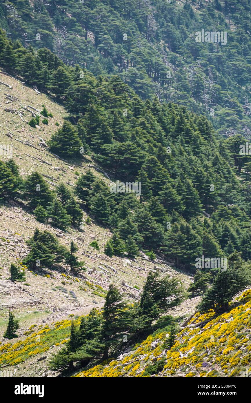 Scenic View from Chelia National Park. Atlas Cedar Forest (Cedrus ...
