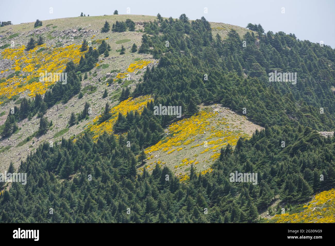 Scenic View from Chelia National Park. Atlas Cedar Forest (Cedrus ...
