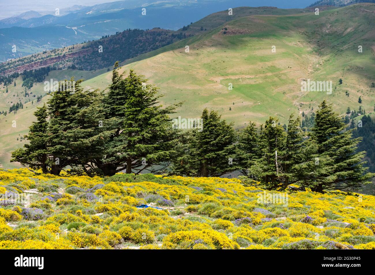 Scenic View from Chelia National Park. Atlas Cedar Forest (Cedrus ...