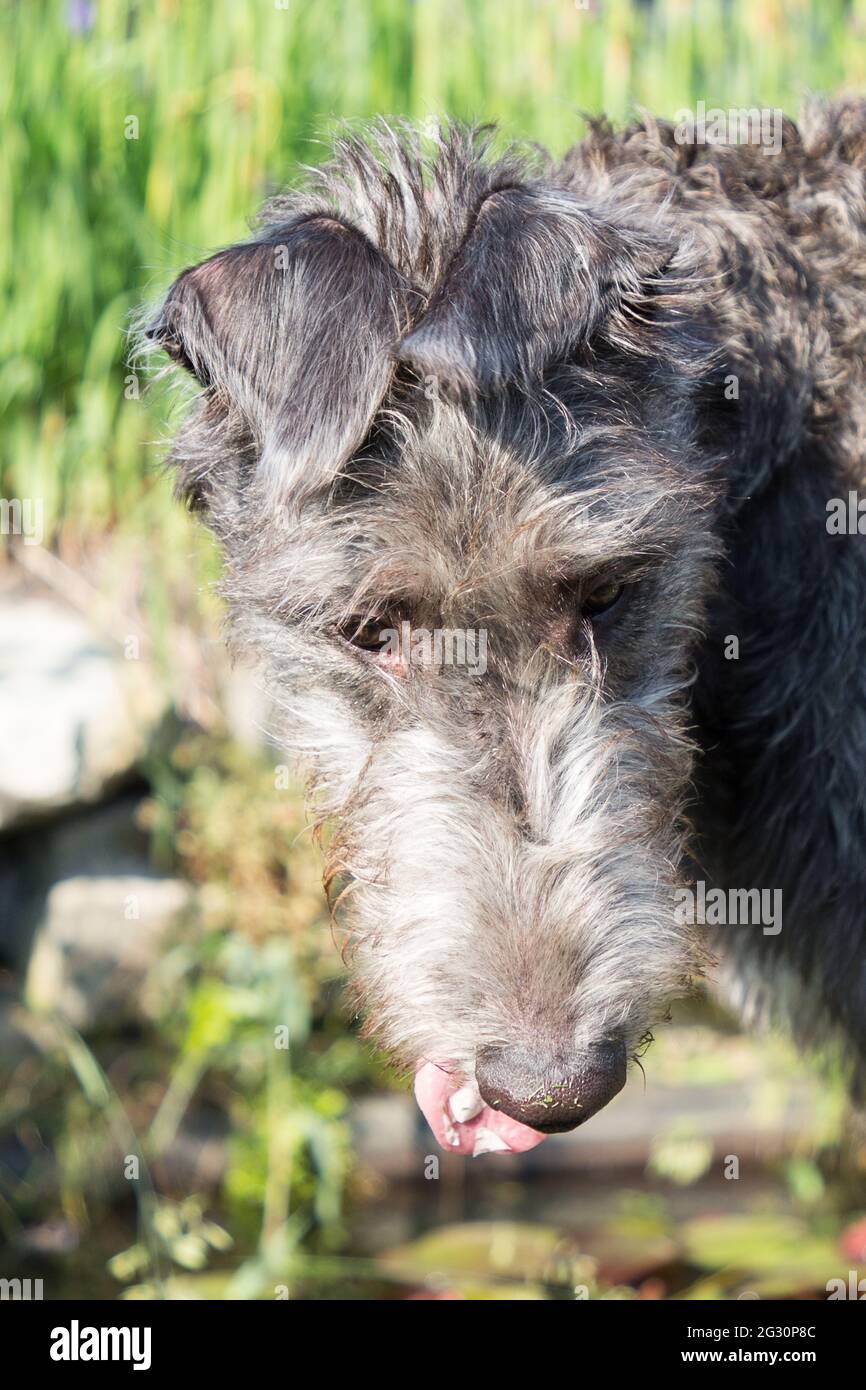Scottish breed of dog hi-res stock photography and images - Alamy