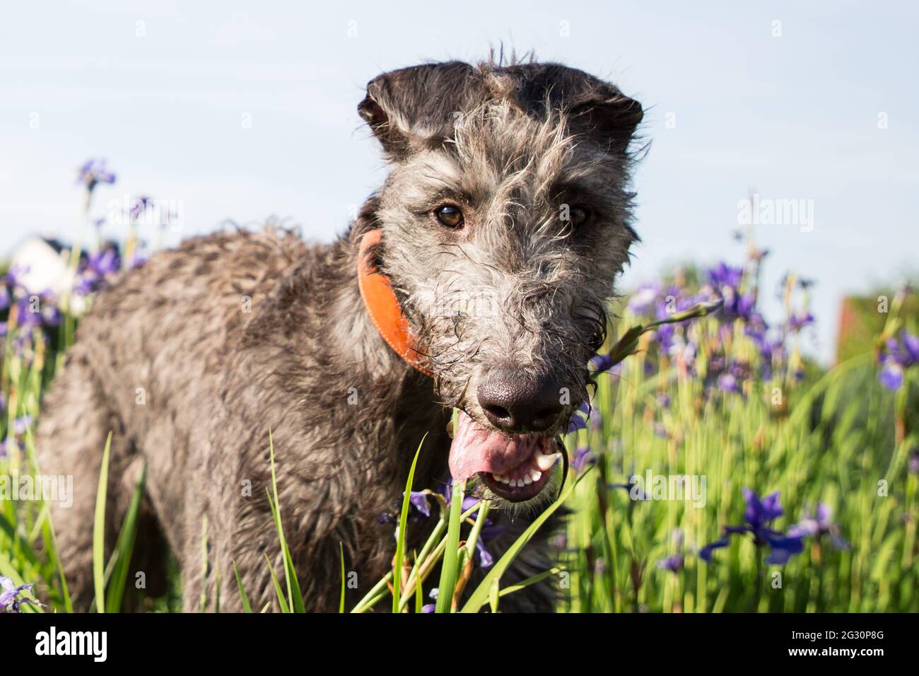 Scottish breed of dog hi-res stock photography and images - Alamy