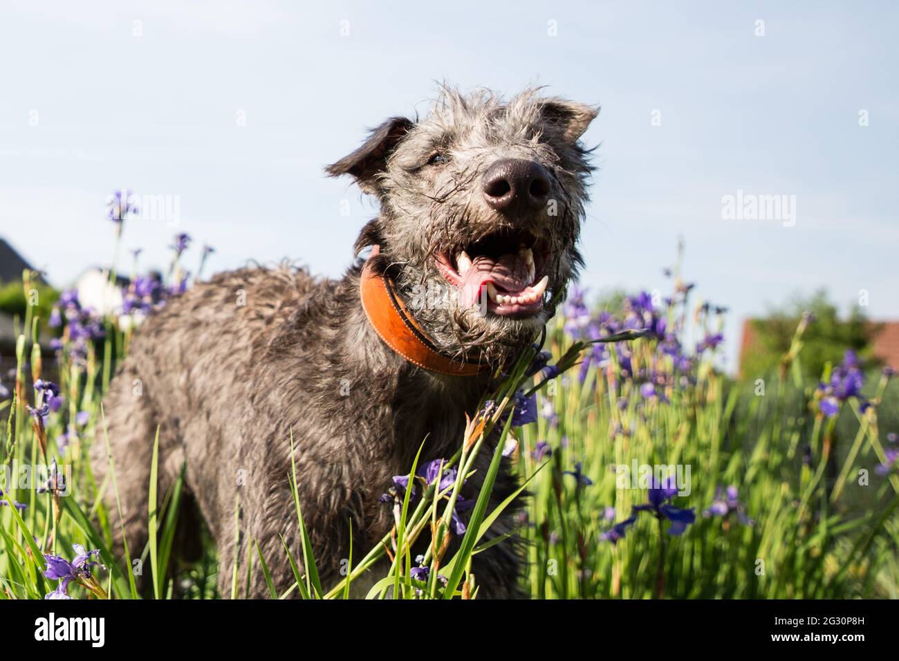 Scottish dog breed hi-res stock photography and images - Alamy