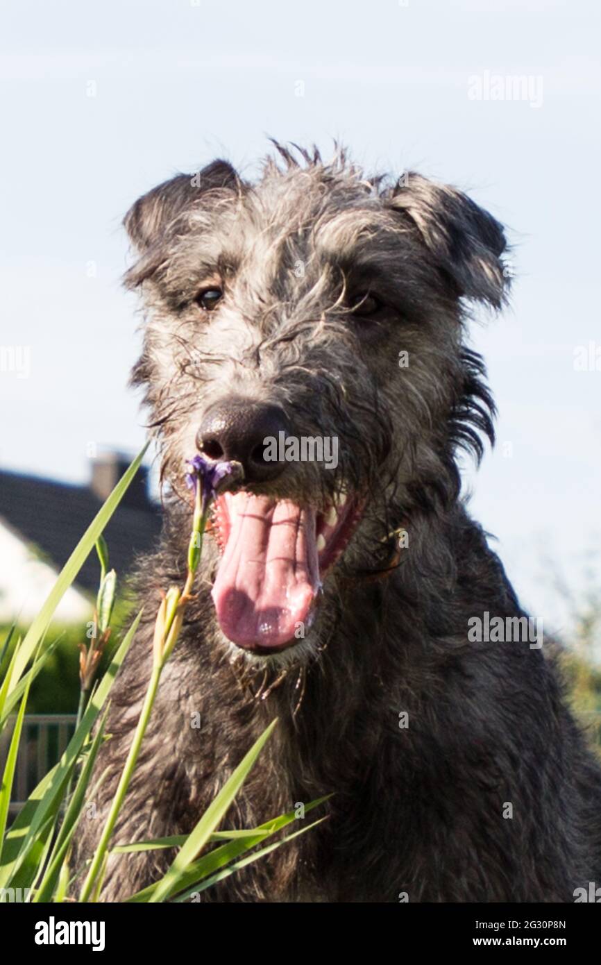 Scottish breed of dog hi-res stock photography and images - Alamy