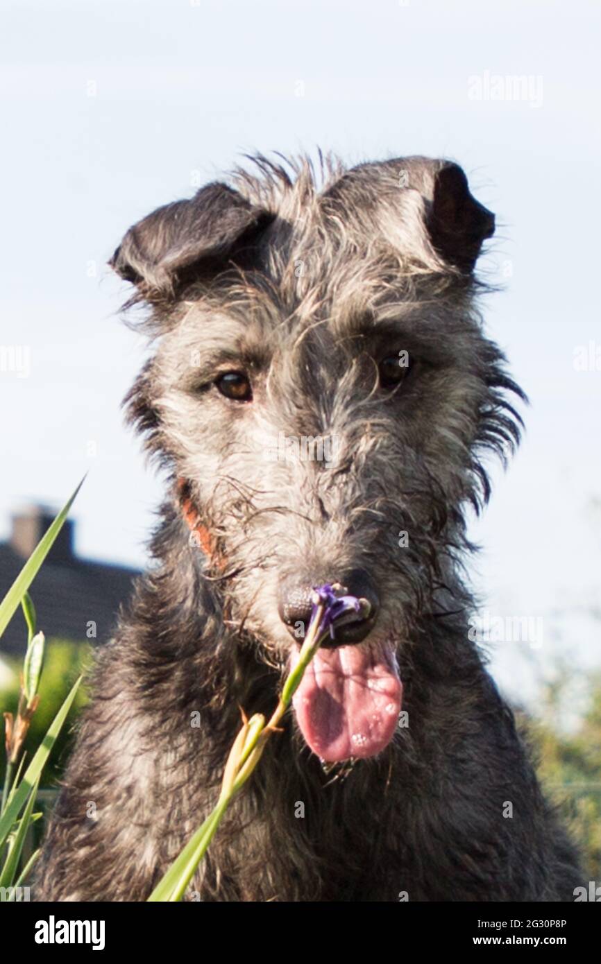 Scottish breed of dog hi-res stock photography and images - Alamy