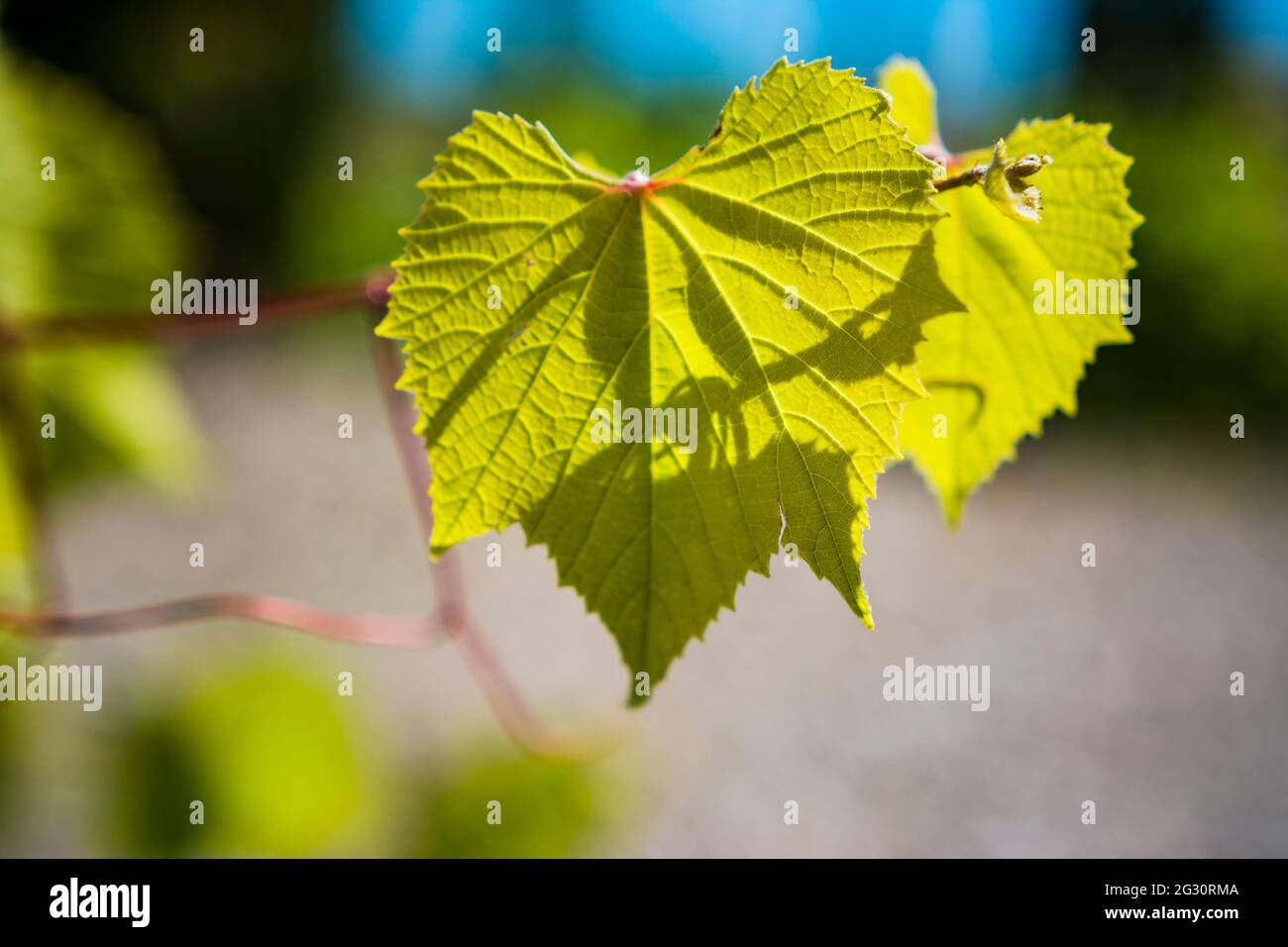 Grape leaves, the leaves of the grapevine plant. Ancient Rome played a ...