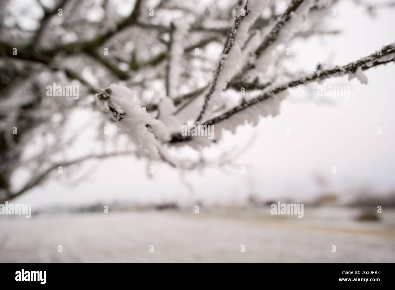 white frozen branches on tree at winter with field in background Stock ...