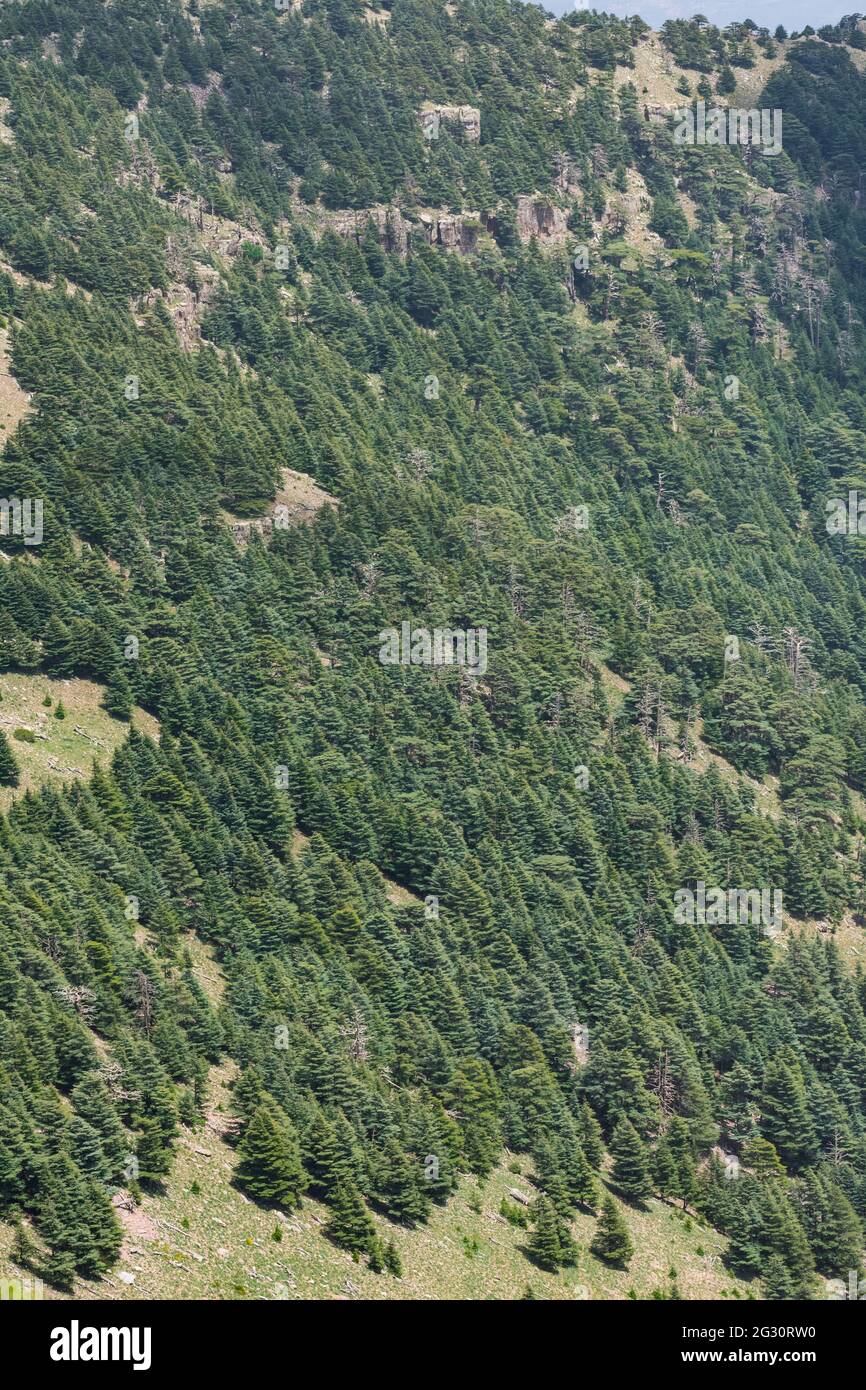 Scenic View from Chelia National Park. Atlas Cedar Forest (Cedrus ...