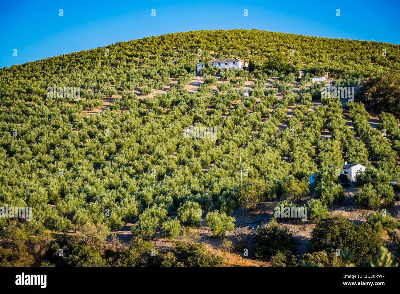 Andalusian landscape with white farmhouse, Cortijo, and olive trees ...