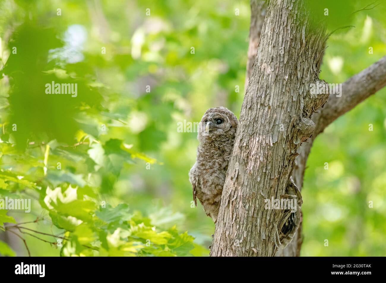Adorable baby barred owlet on tree in the forest. Blurred green leaves ...