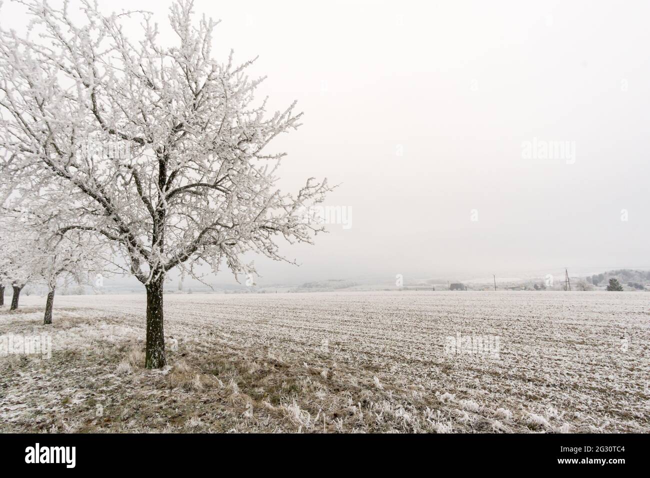 Tree branch on winter field hi-res stock photography and images - Alamy