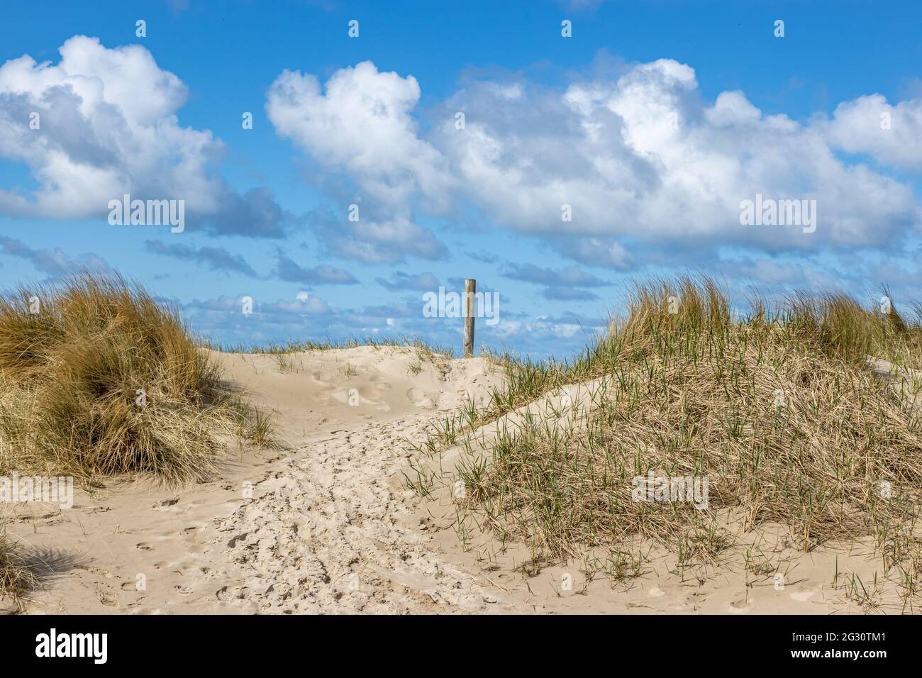 Dutch dune reserve with white sand and wild grass, sunny spring day ...
