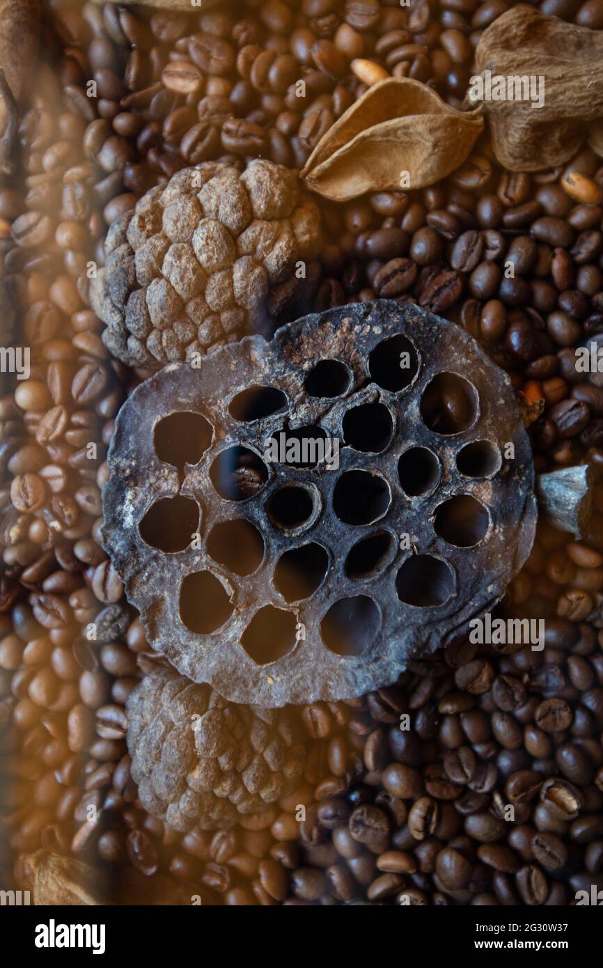 Dried lotus fruits hi-res stock photography and images - Alamy