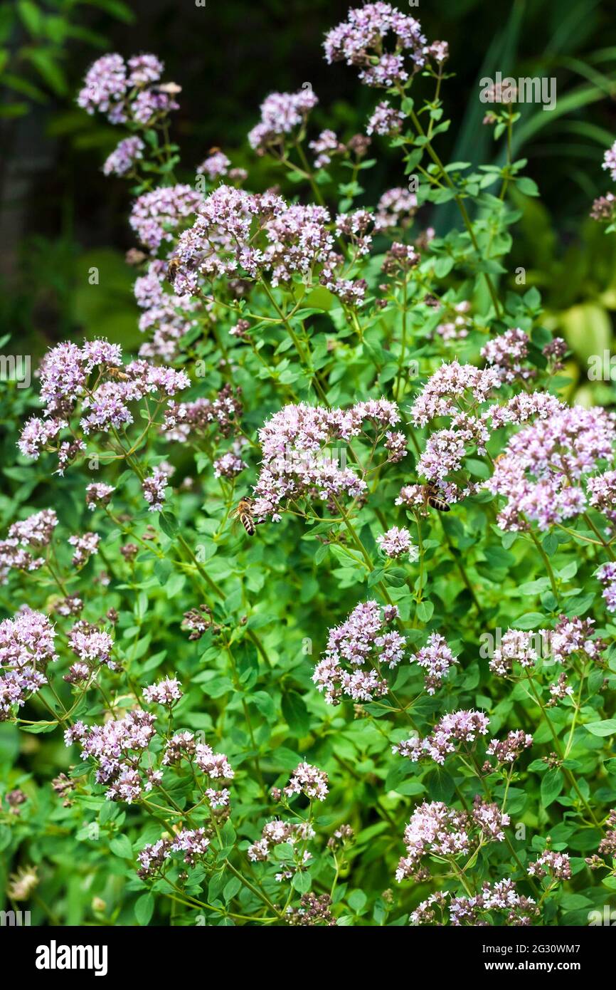 Beautiful oregano flowers cultivated in a garden Stock Photo - Alamy