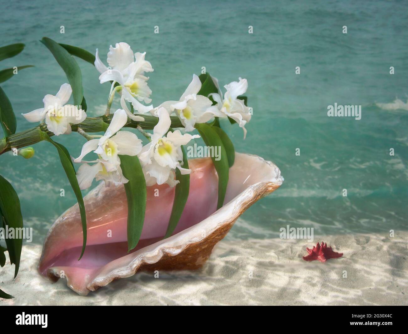 Flowering branch of orchid on the seaside Stock Photo - Alamy