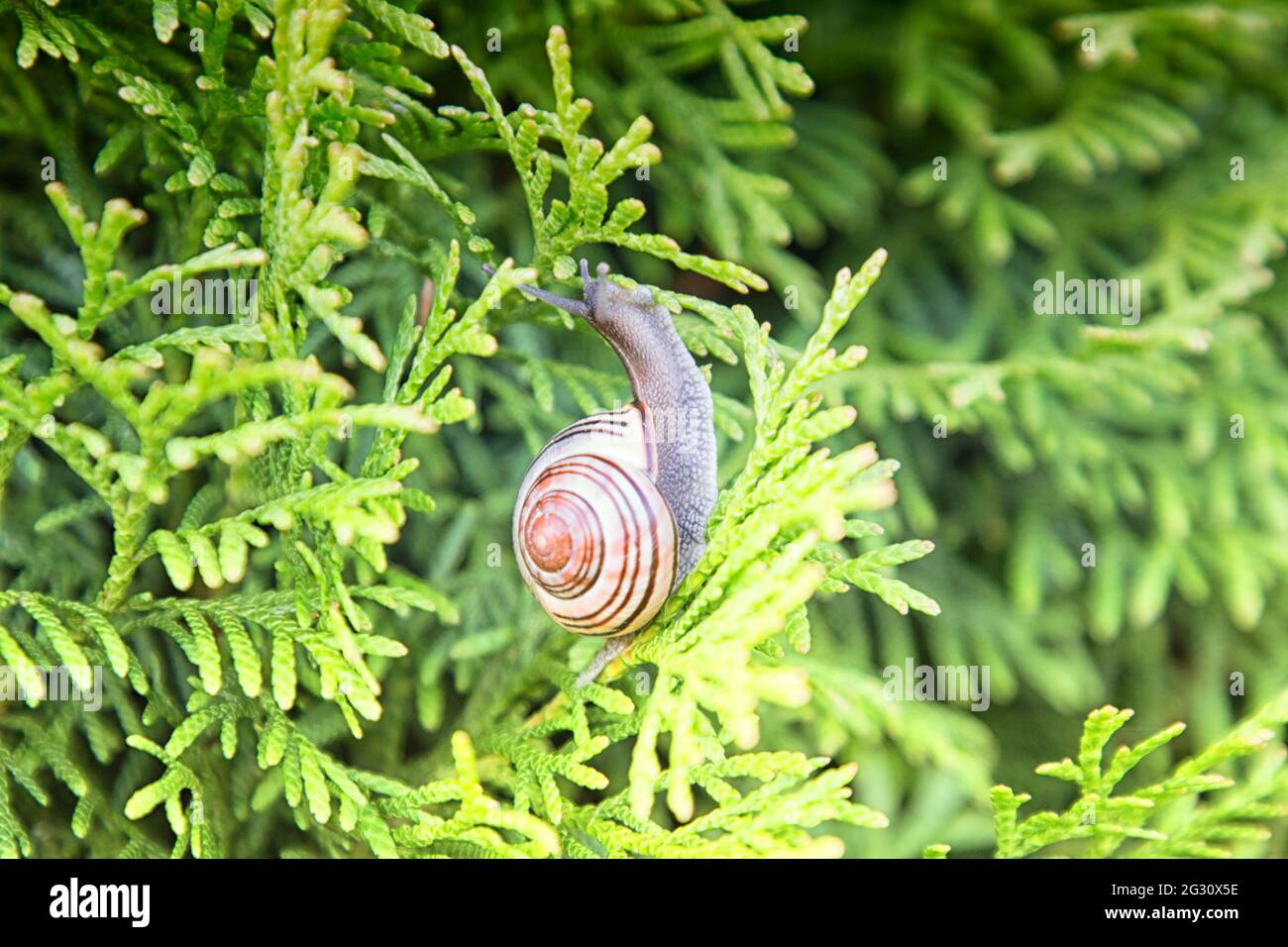 Small white slug hi-res stock photography and images - Alamy