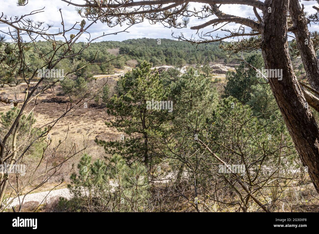 Green pine trees surrounded by wild plants, dry heather and hiking ...